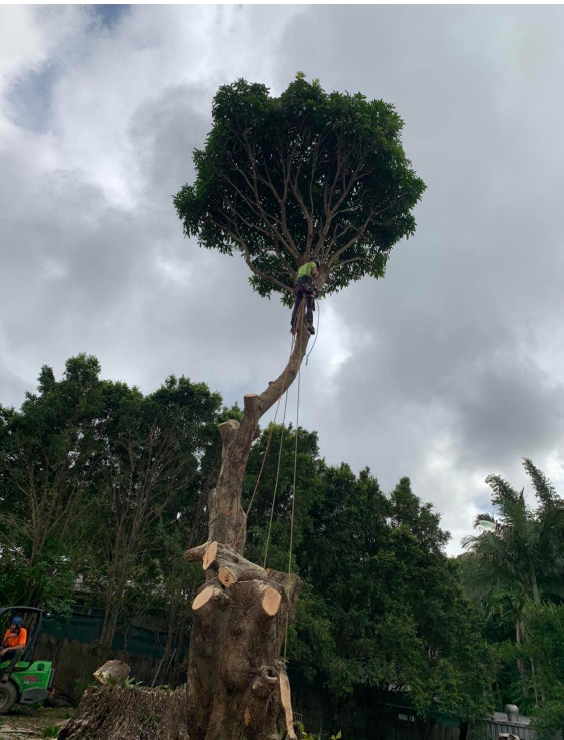 Regular Tree Trimming for a Beautiful Landscape on the Sunshine Coast ...